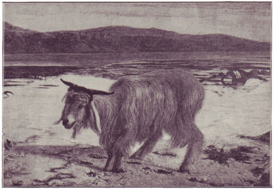 Heritage History | Story of the Bible Told for Young and Old by Jesse ...